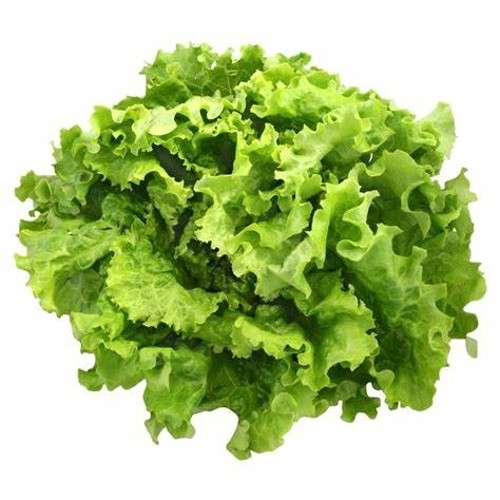Lettuce Caipira (Batavia) | 1000 seeds - HTS Farms