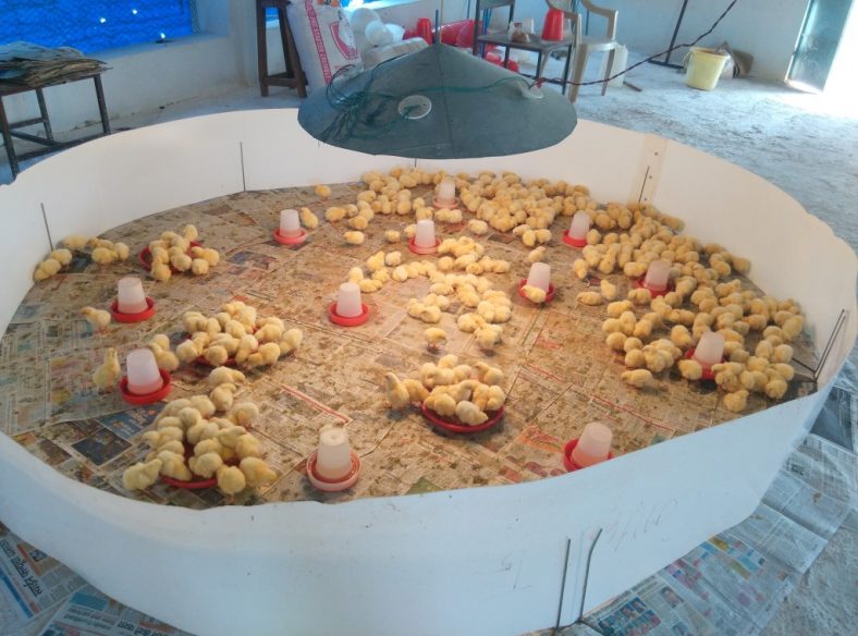 Boosting Broilers: A Guide to Timing and Homemade Boosters