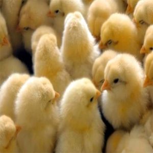 HTS Farms - Online Store For Fresh Agricultural Produce And Equipment