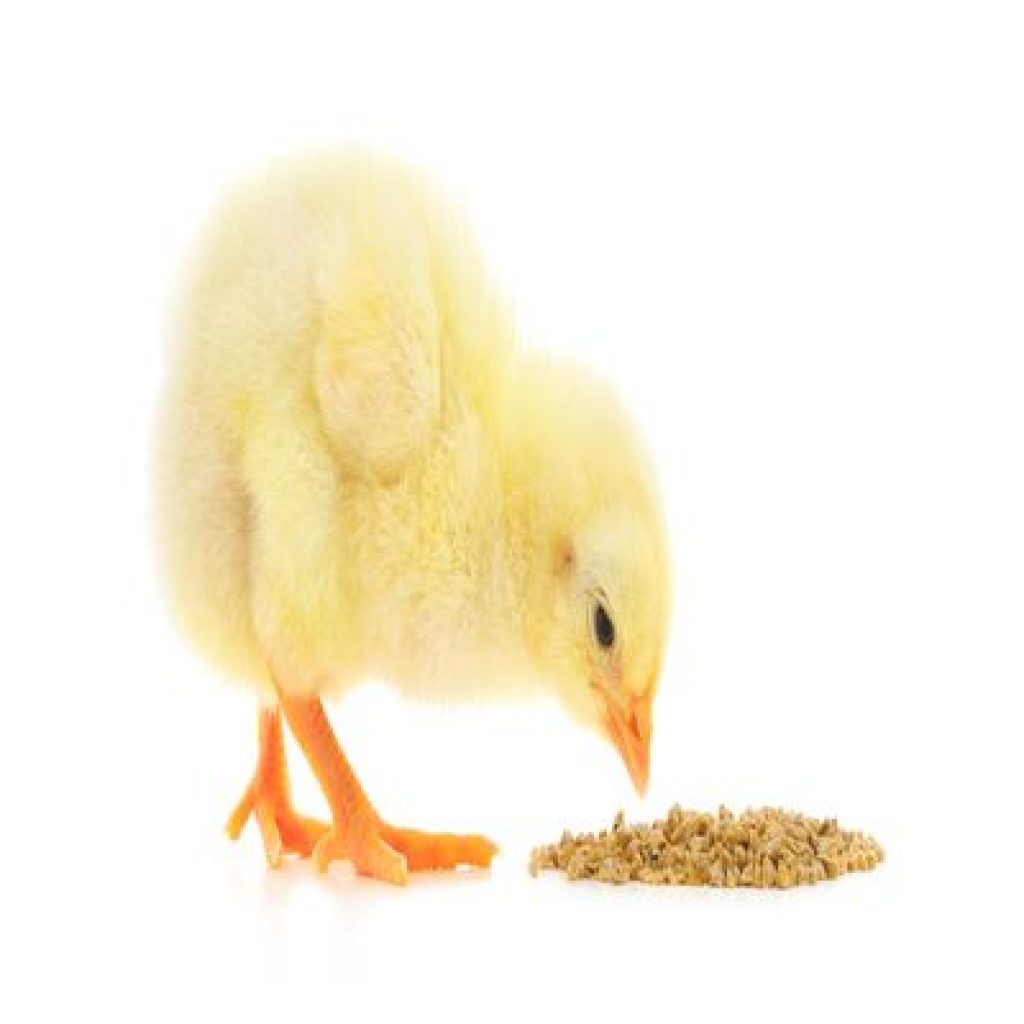 Vital Feed Broiler Starter (25kg) - HTS Farms