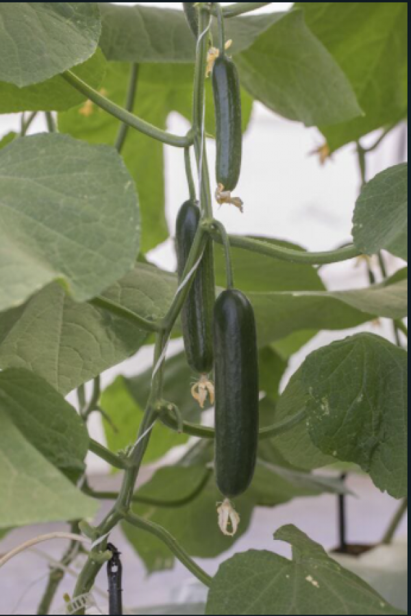 Mini Cucumber Multistar RZ F1 (Greenhouse) - 100 seeds - HTS Farms