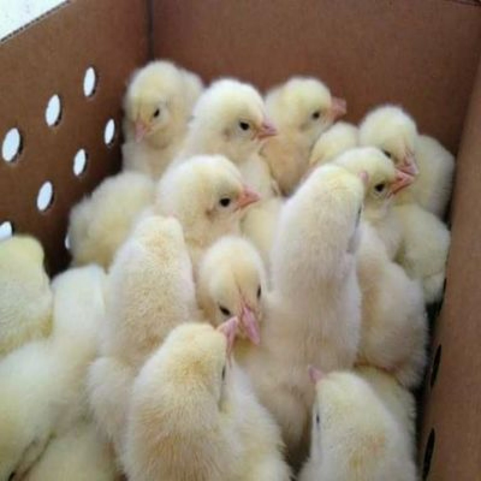 Day Old Broiler Breeders Parent Stock (Pre-Order) - HTS Farms