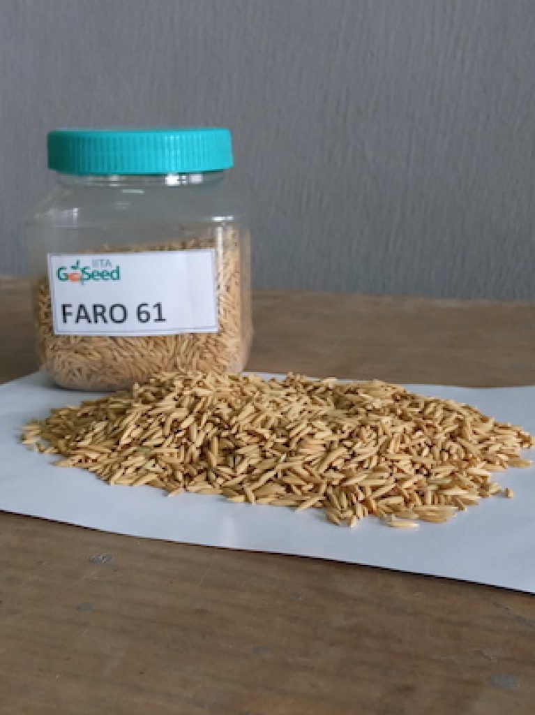 Faro 61 (NERICA L 34) Rice Seeds - HTS Farms