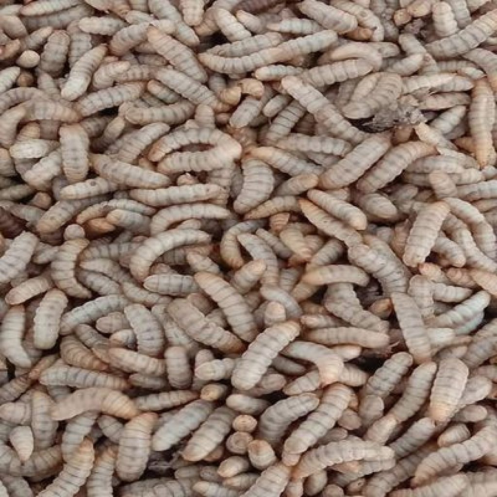 Life BSF Larvae (1kg) - HTS Farms