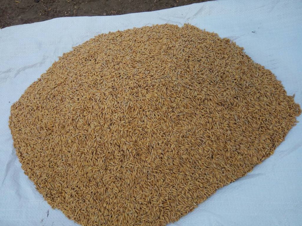 Faro 59 (NERICA 8 - Upland Variety) Rice Seeds - HTS Farms