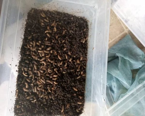 BSF Pre Pupae (Starter Stock) - 1kg - HTS Farms