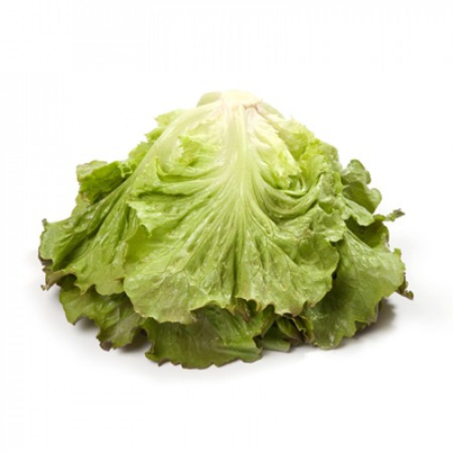 Batavia Lettuce - Bland Semi [closed door] - Novelski RZ [81 - 56 ...