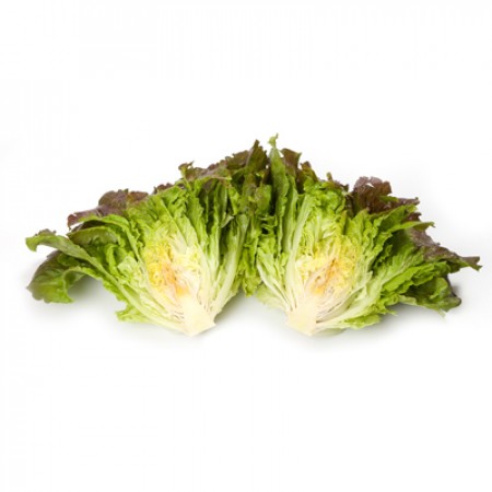 Batavia Lettuce - Bland Semi [closed door] - Novelski RZ [81 - 56 ...