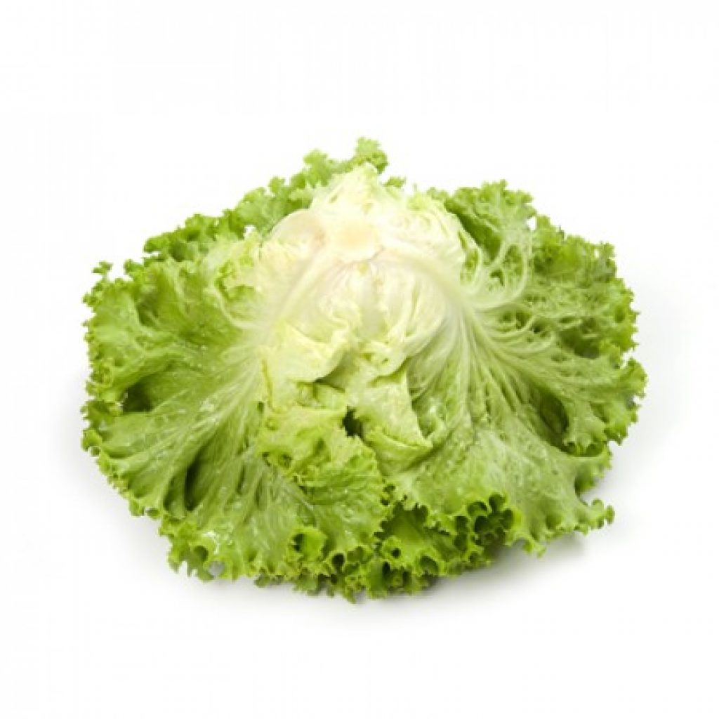 Batavia Lettuce - Bland Open Outdoor Tourbillon RZ [81 - 56] [1000 ...