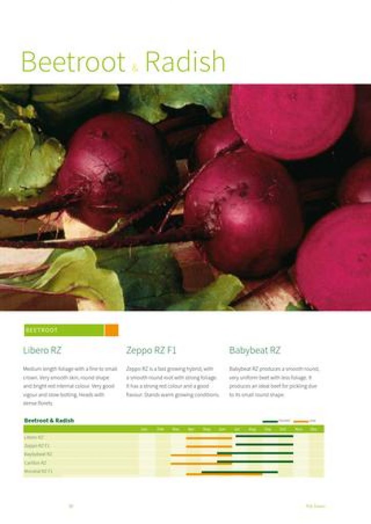 Beetroot Red Zeppo RZ F1 [25000 Seeds] - HTS Farms