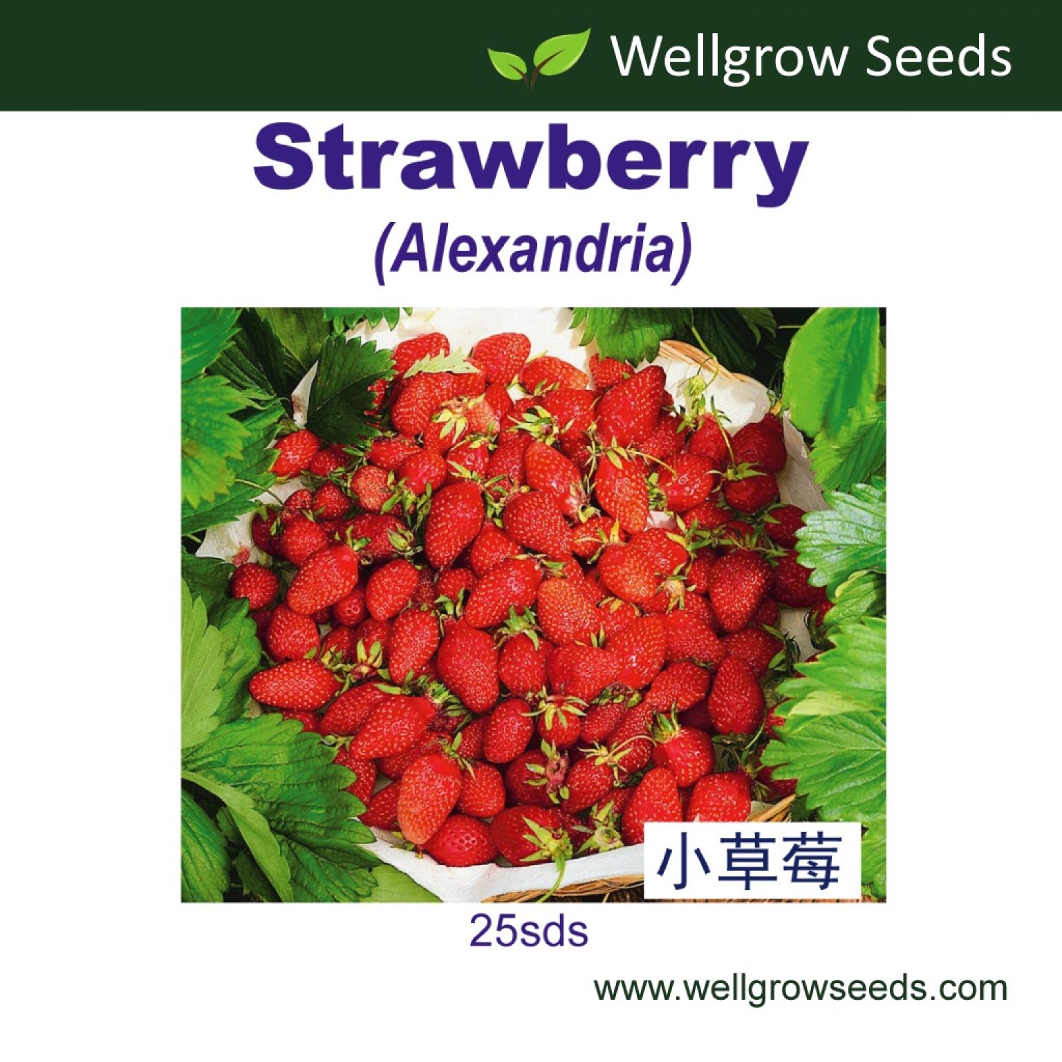 Wellgrow Strawberry Alexandria (25 Seeds) - HTS Farms