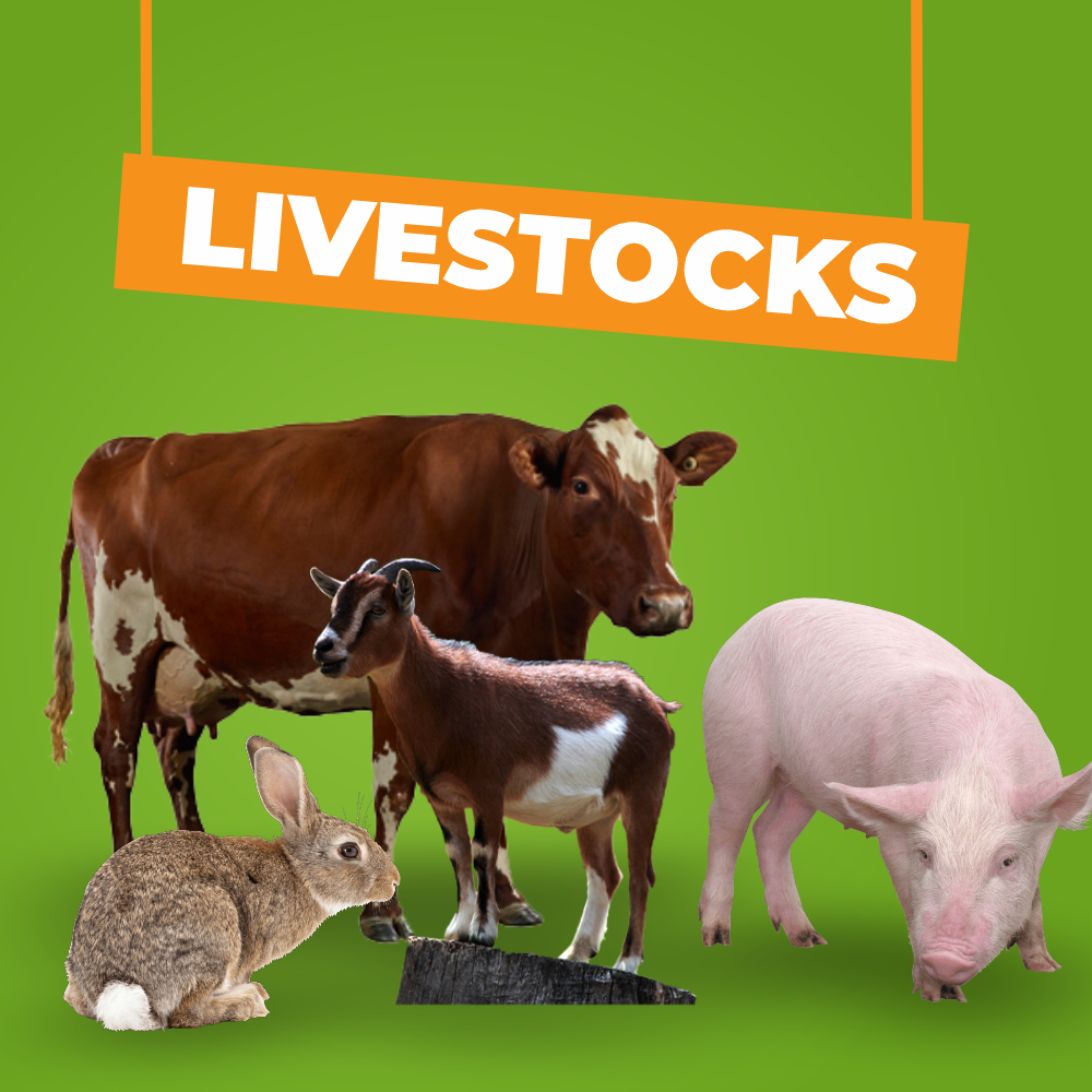 Best Selling Online Farm Marketplace In Nigeria