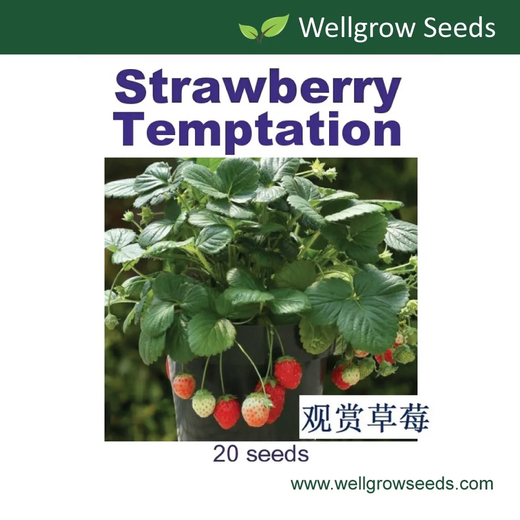 Wellgrow Strawberry Temptation | 20 Seeds - HTS Farms
