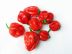 A Spicy Journey: Exploring the Vibrant Types of Pepper in Nigeria
