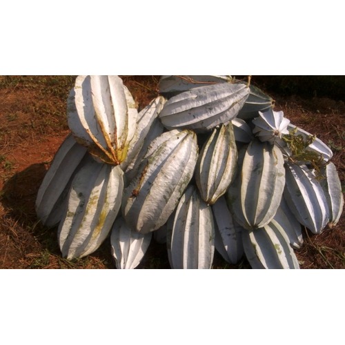 Ugu (Fluted Pumpkin) Pod - HTS Farms