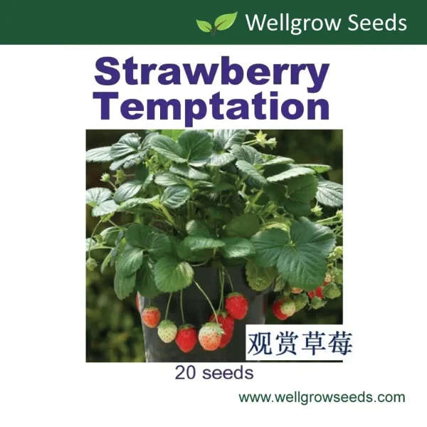 Wellgrow Strawberry Temptation | 20 Seeds - HTS Farms