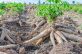 Cassava Farming: Guide to Cultivation, Benefits, and Opportunities