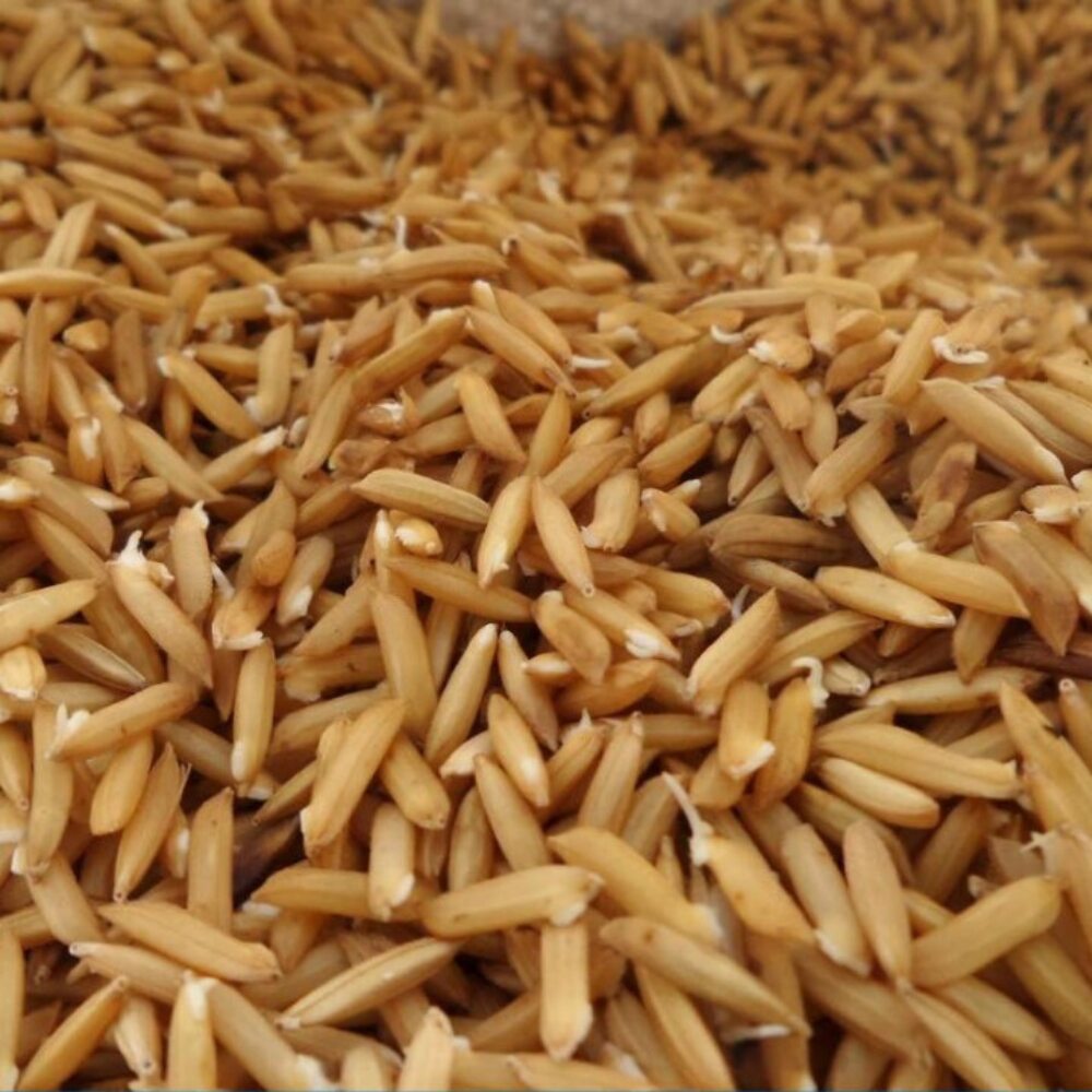 Faro 44 Rice Breeder Seed | 25kg - HTS Farms