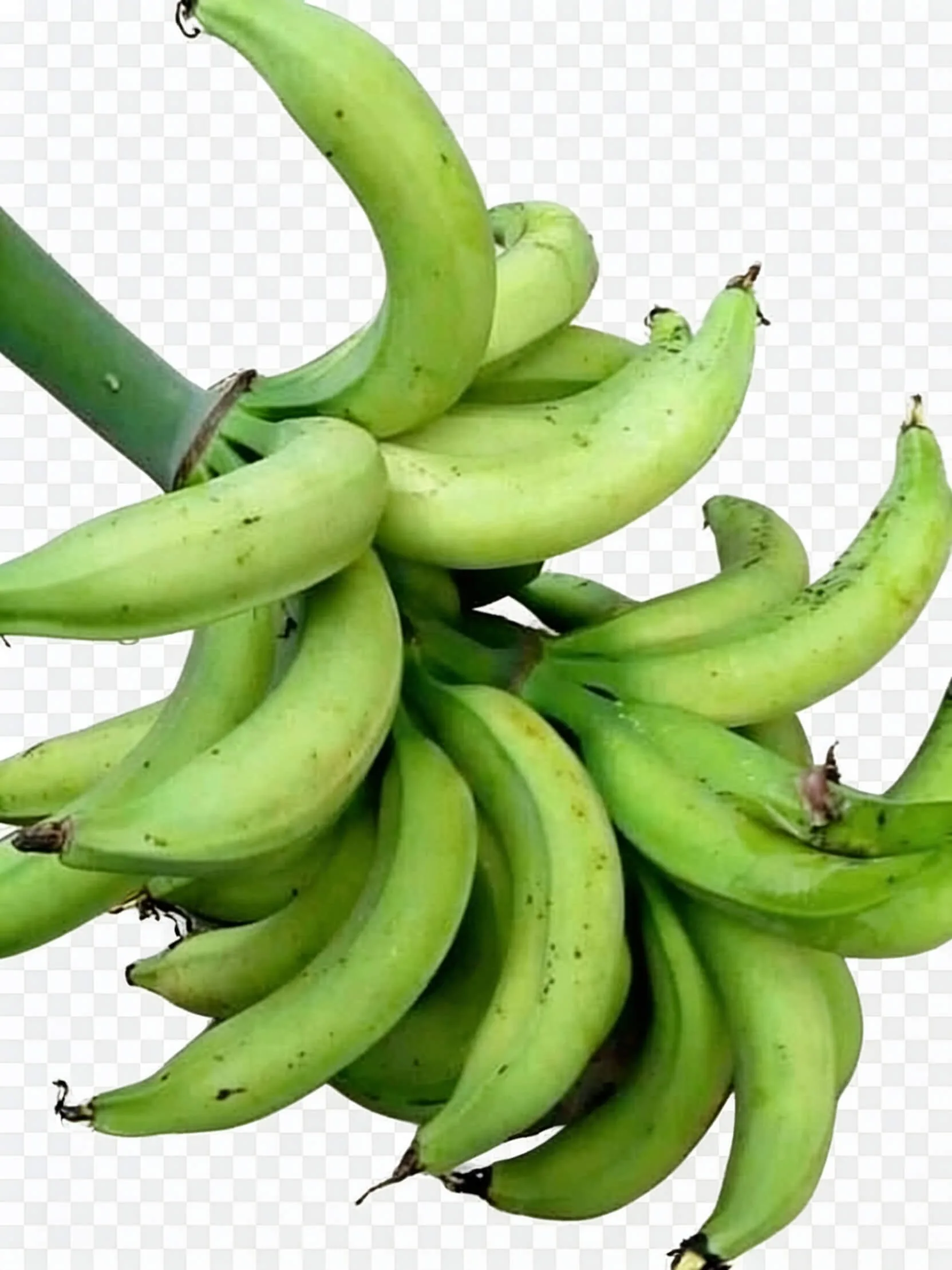 Hybrid (Elephant Giant) Plantain – Fresh Extra Large High-Yield Plantain